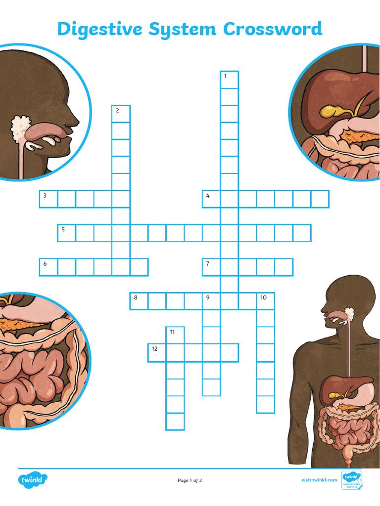 T TP 1639566610 Digestive System Crossword - Ver - 1 | PDF