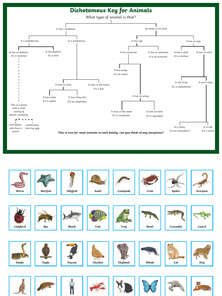 Au SC 2445 Dichotomous Key For Animals Matching Game - Ver - 7 | PDF ...