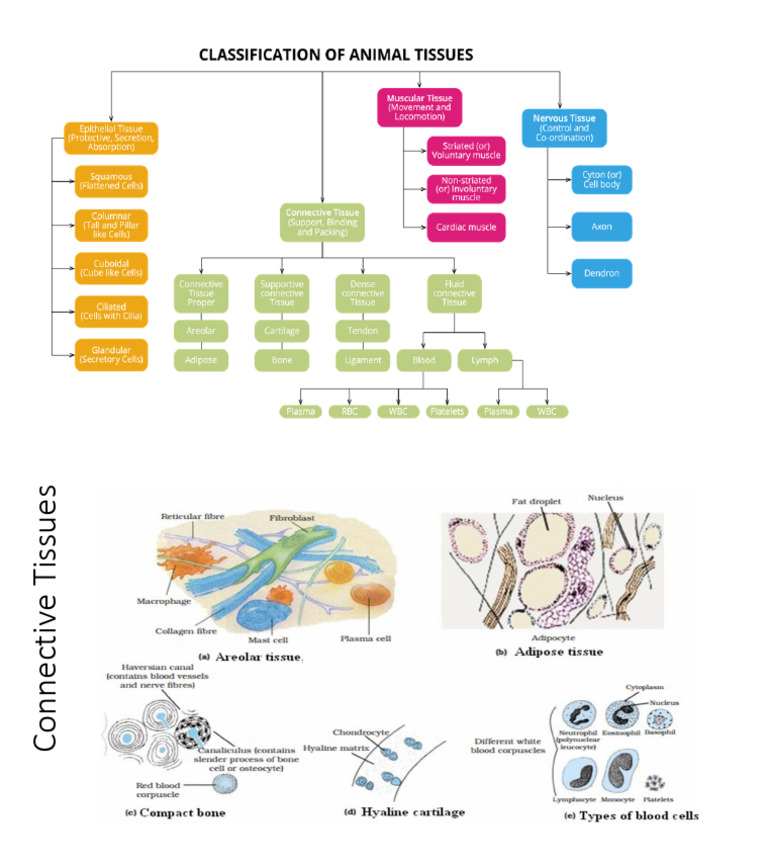 Mind Map and Types of Connective Tissue Animal Tissue | PDF