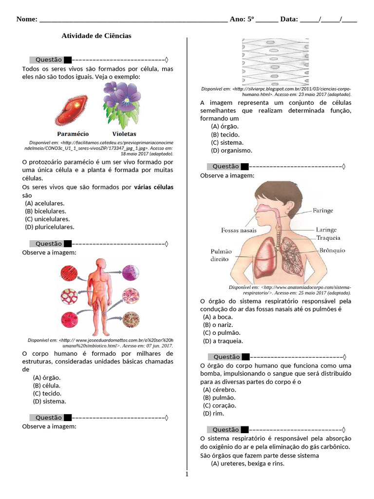 CIENCIAS 5º Ano | PDF | Sistema circulatório | Corpo humano