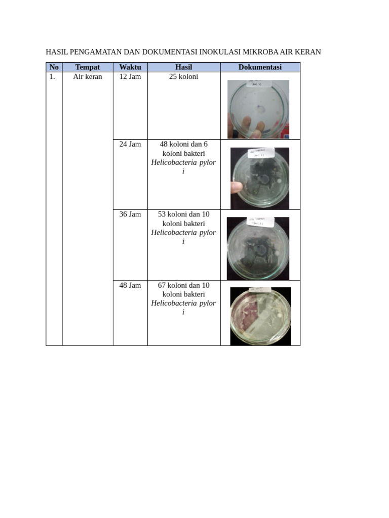 Hasil Pengamatan Dan Dokumentasi Inokulasi Mikroba Air Keran | PDF ...