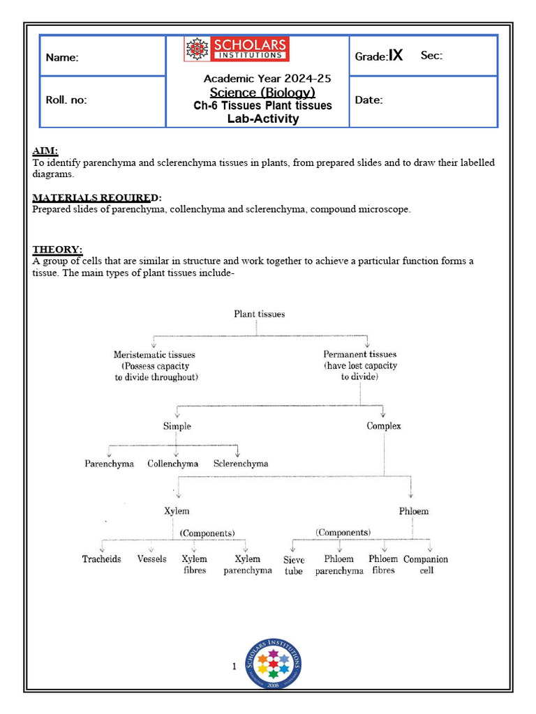 GRADE 9 ACTIVITY SCIENCE - BIOLOGY CH - 6 Tissues - Plant Tissues 24-25 ...