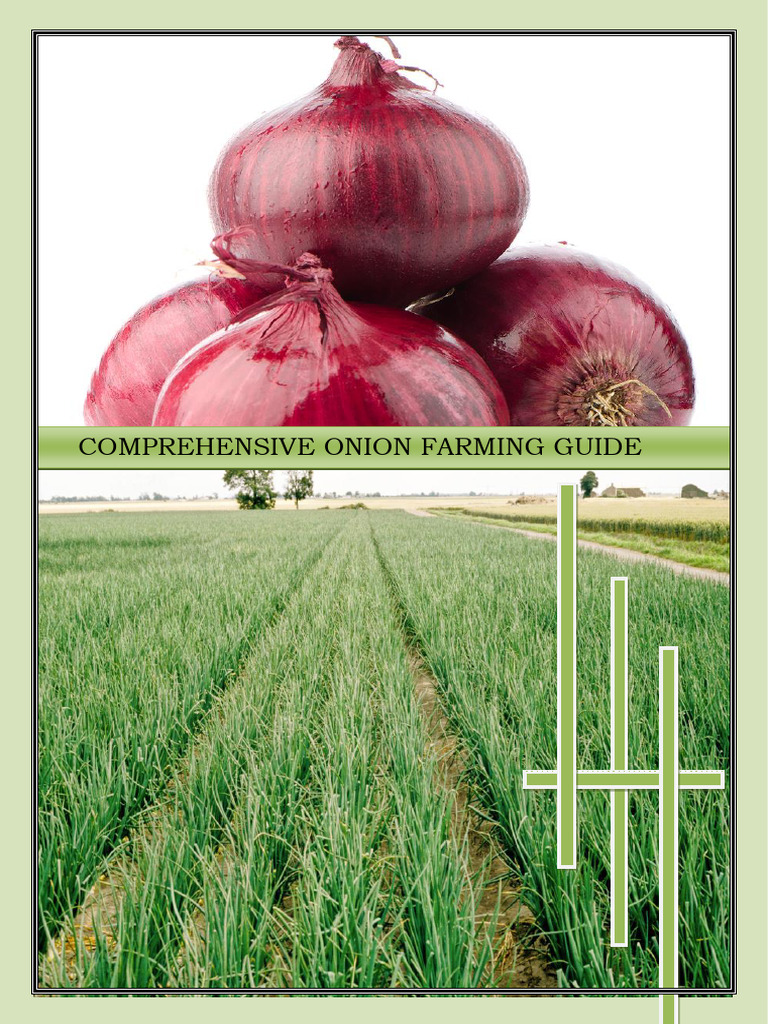 Ultimate Guide to Onion Farming | PDF | Onion | Mulch