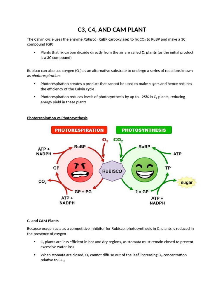 Topic 4. C3, C4 and Cam Plant-Pathway | PDF | Photosynthesis | Carbon ...