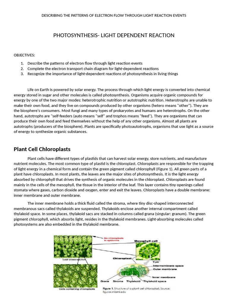 Topic 2. Light Dependent Reaction | PDF | Photosynthesis | Chemistry