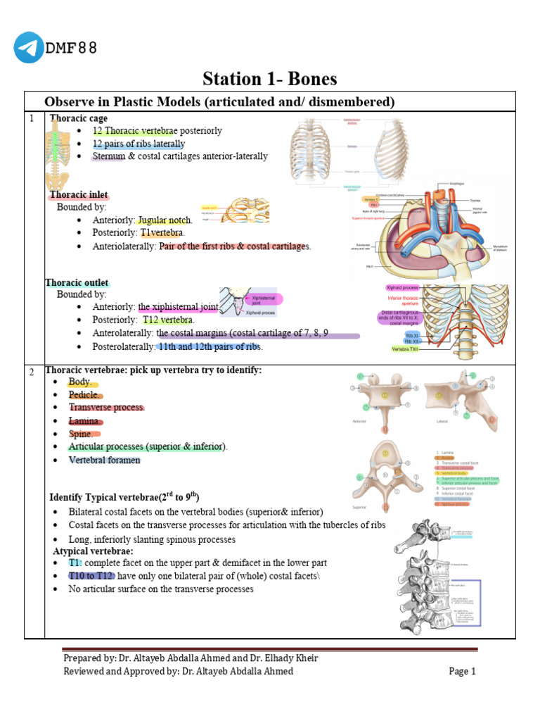Anatomy Lab #1 (Thoracic Walls, Lower Respiratory Tract) | PDF | Vertebra | Lung
