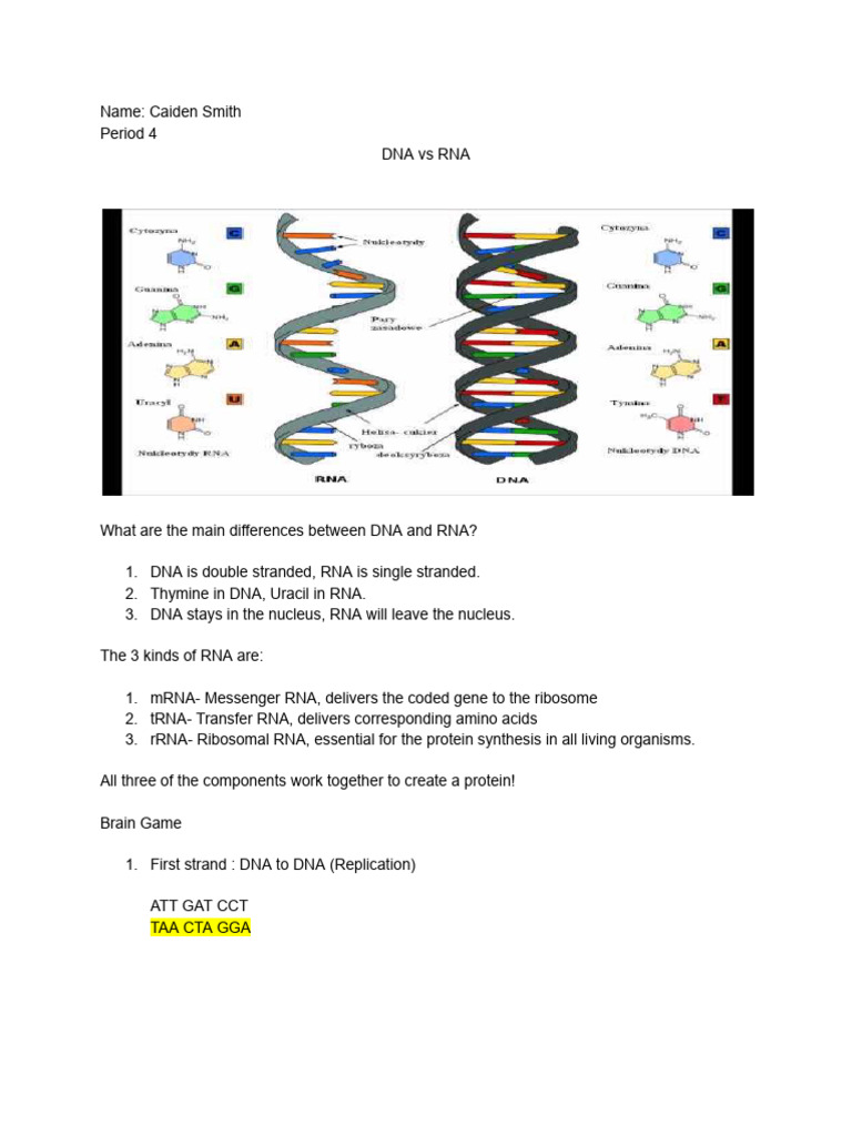 Copy of DNA Vs RNA | PDF