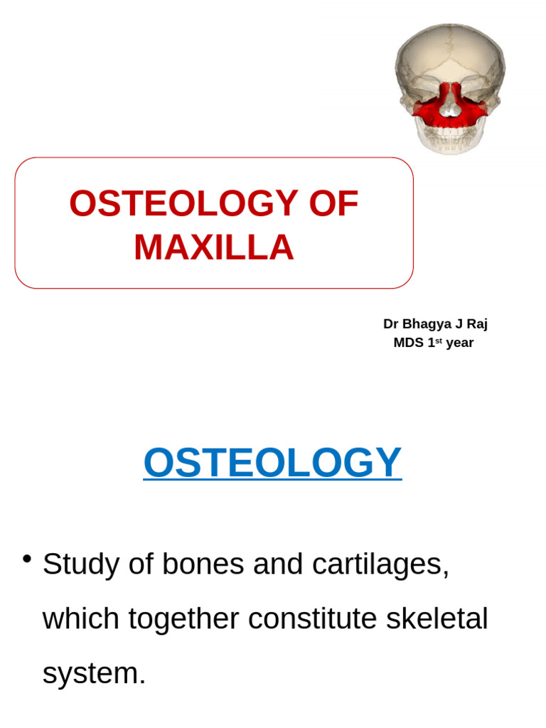 Osteology of Maxilla and Mandibl1e | PDF | Human Nose | Bone
