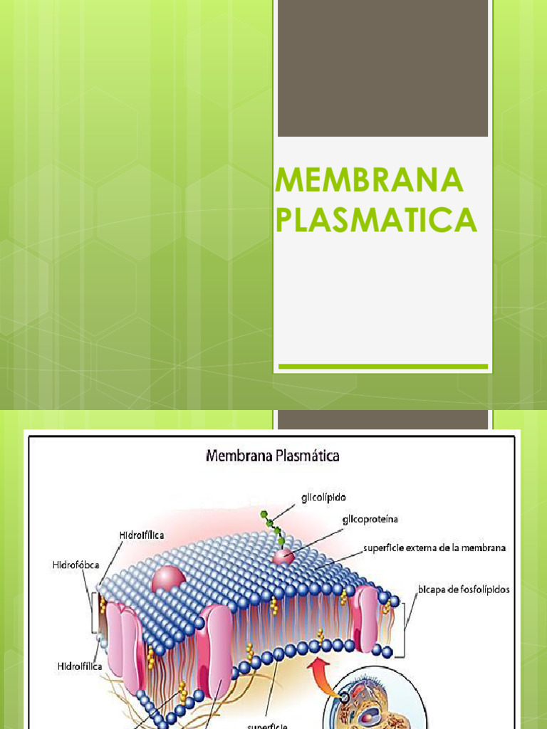 Membrana Plasmatica | PDF | Membrana celular | Biología de membrana