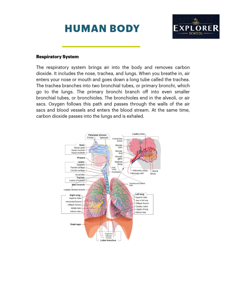 HB Respiratory | PDF | Art