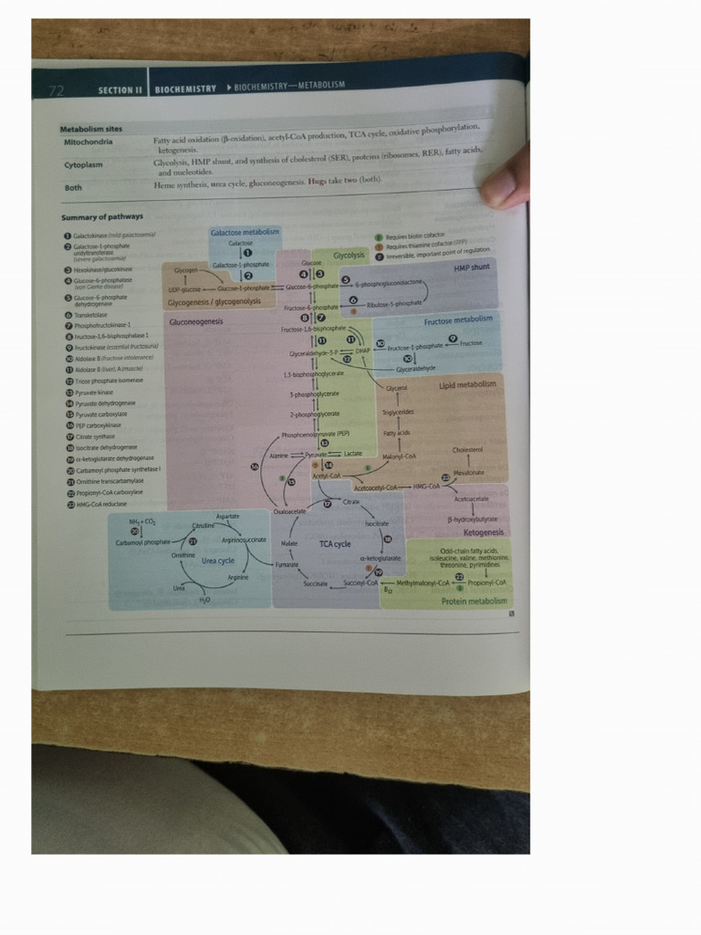 Diagrams and Mnemonics For Biochem and Others | PDF
