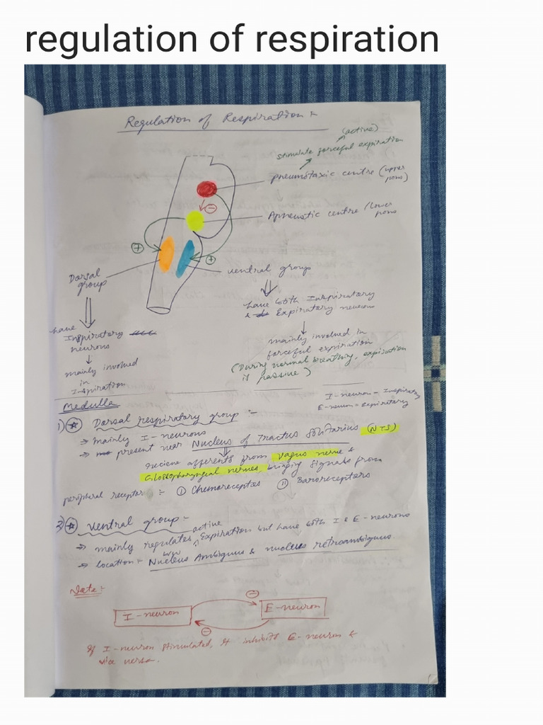 regulation of respiration | PDF