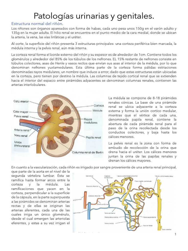 Patolog-As Urinarias y Genitales | PDF | Riñón | Sistema urinario