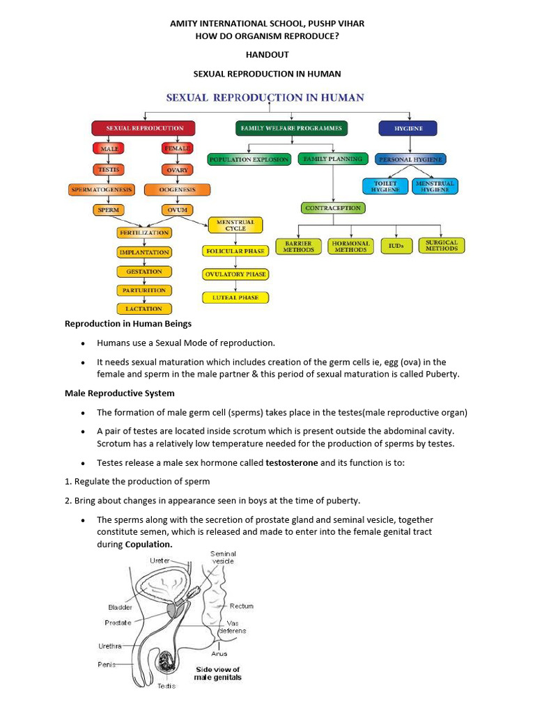 HANDOUT SEXUAL REPRODUCTION IN HUMAN FINAL | PDF | Human Reproduction ...