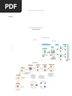 Meiosis: PMAT Stages Explained | PDF