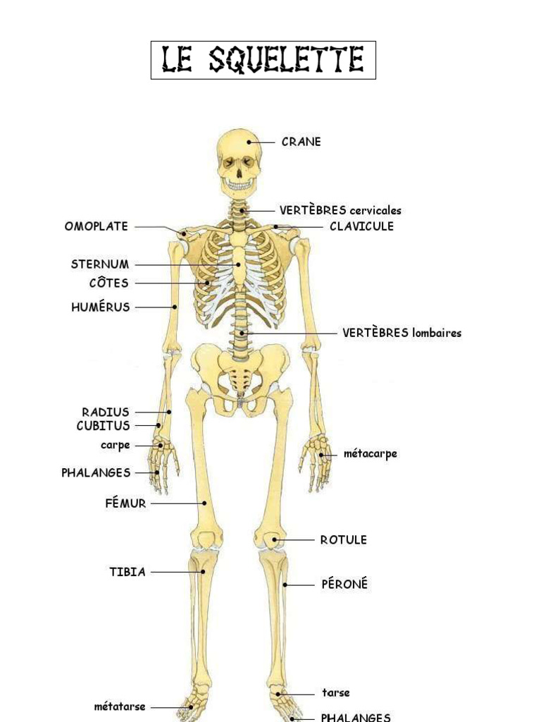 Squelette | PDF