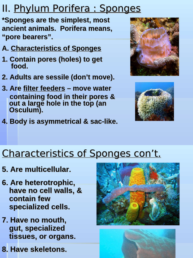 II. Phylum Porifera - Sponges | PDF