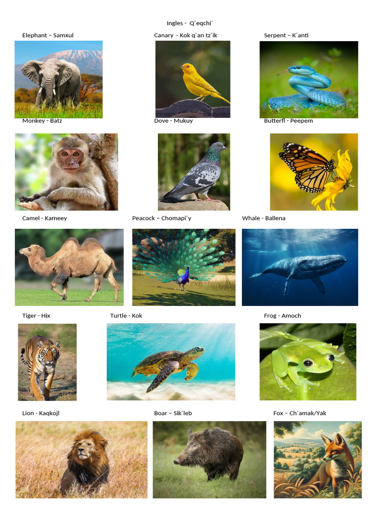 Animales en inglés y Q'eqchi' | PDF