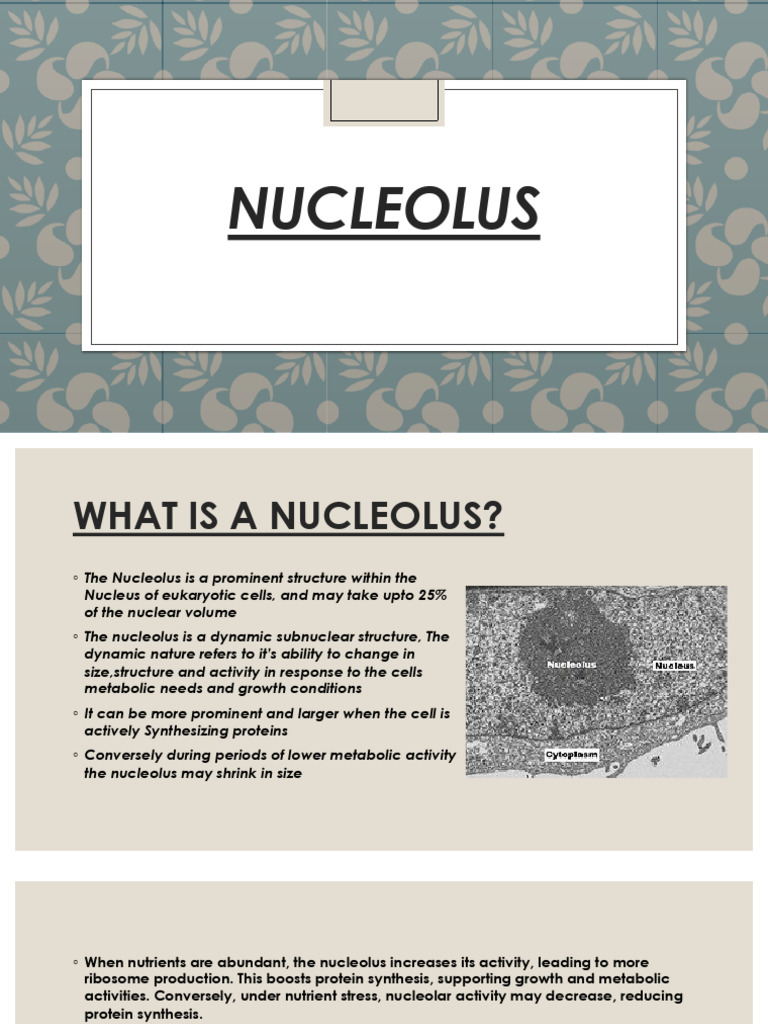 GROUP 2 Ppt. Nucleolus and Lysosomes | PDF | Lysosome | Ribosomal Rna