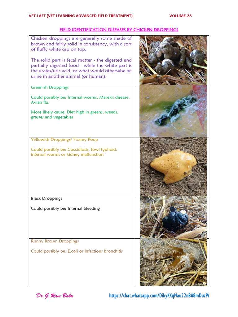 Chicken Droppings Guide for Vets | PDF