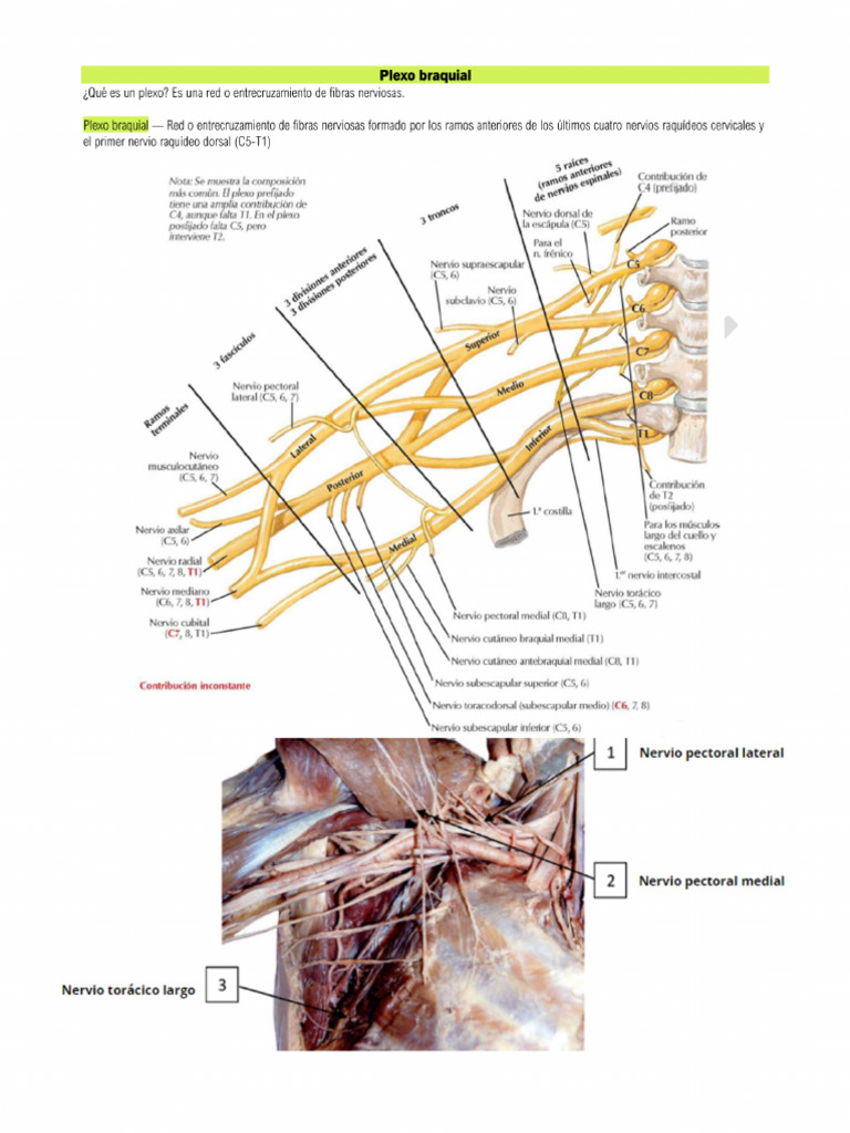 Plexo Braquial | PDF