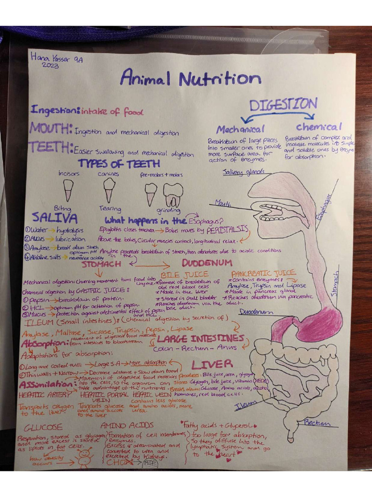 Animal Nutrition Year 9 Notes | PDF