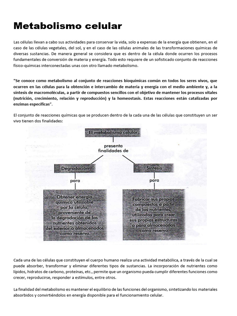1 Funciones Metabolicas Celula WHFF | PDF | Respiración celular ...