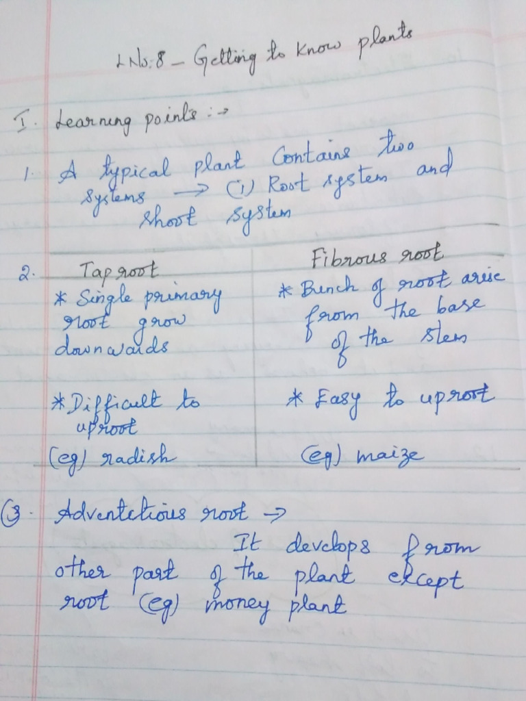 Plant Structure and Functions Explained | PDF | Plants | Plant Morphology