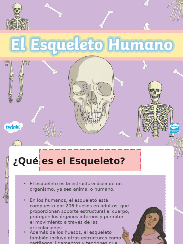 CL CN 1714370373 Powerpoint El Esqueleto Humano Ver 5 | PDF | Hueso | Esqueleto