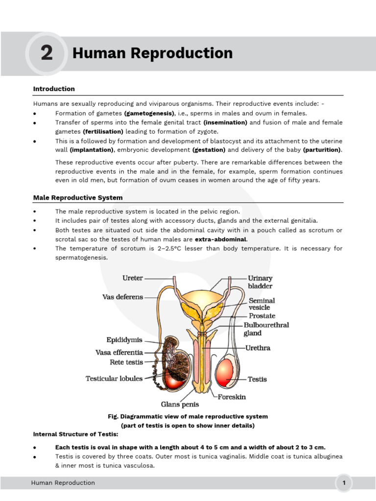 Human Reproduction 4.0 | PDF | Testicle | Penis