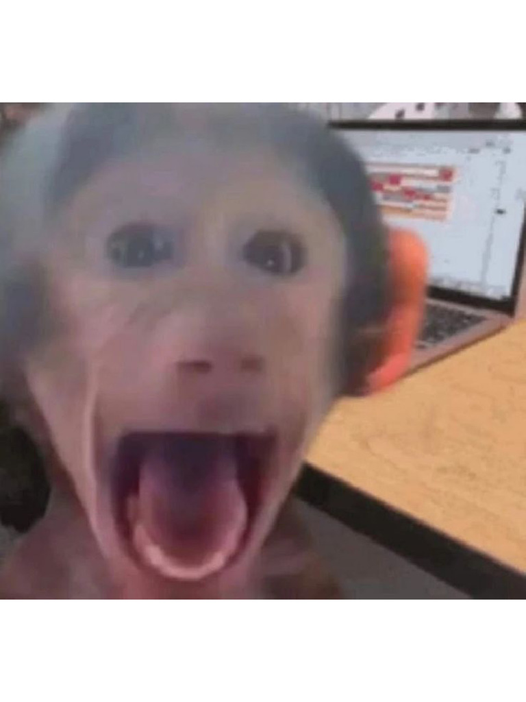 Moneky | PDF