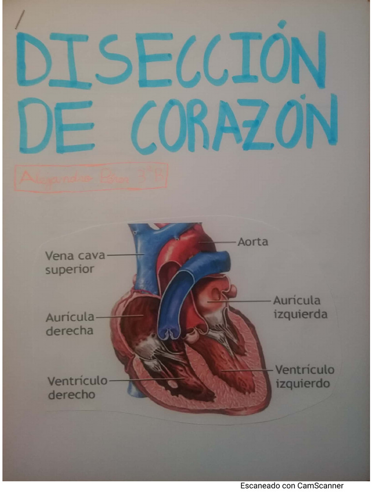 Disección de Corazón | PDF