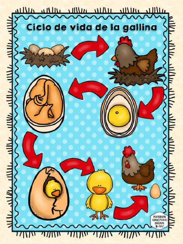 Ciclo de Vida Gallina Parte 2 Por Materiales Educativos Maestras | PDF