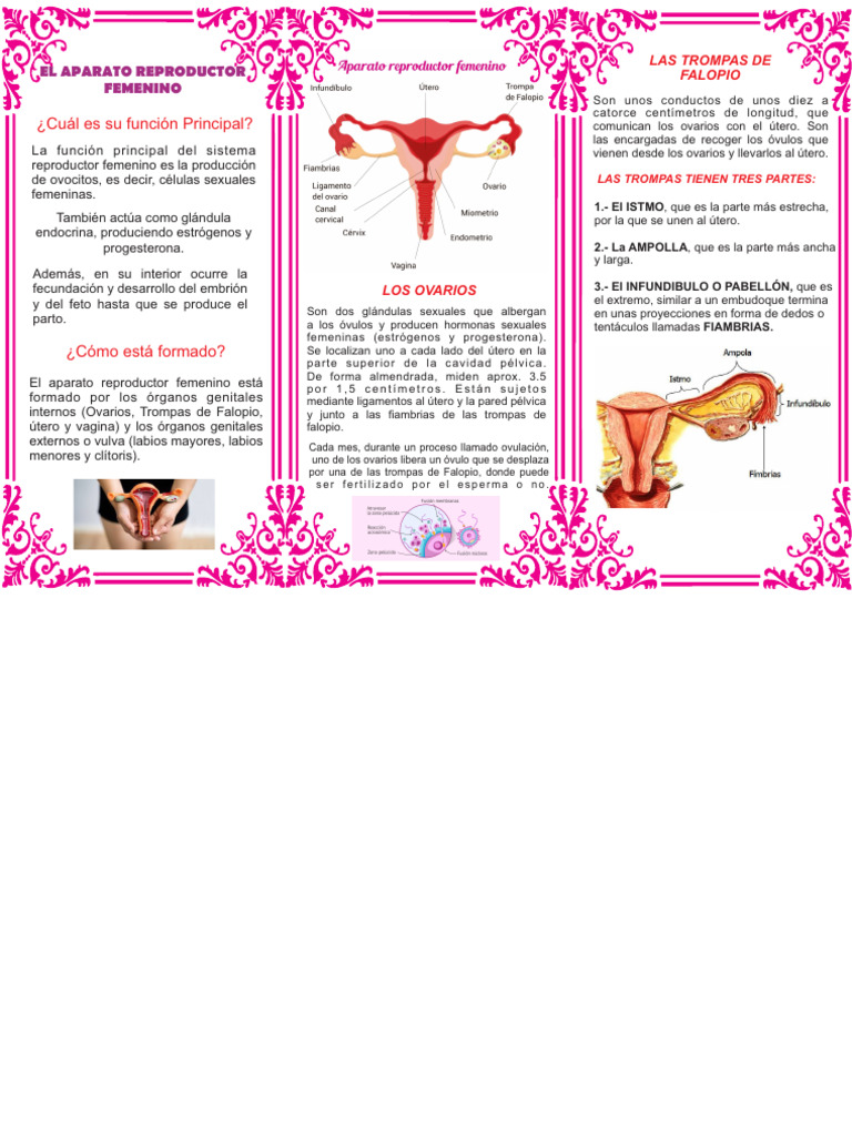Triptico El Aparato Reproductor | PDF | Sistema reproductivo | Ovario