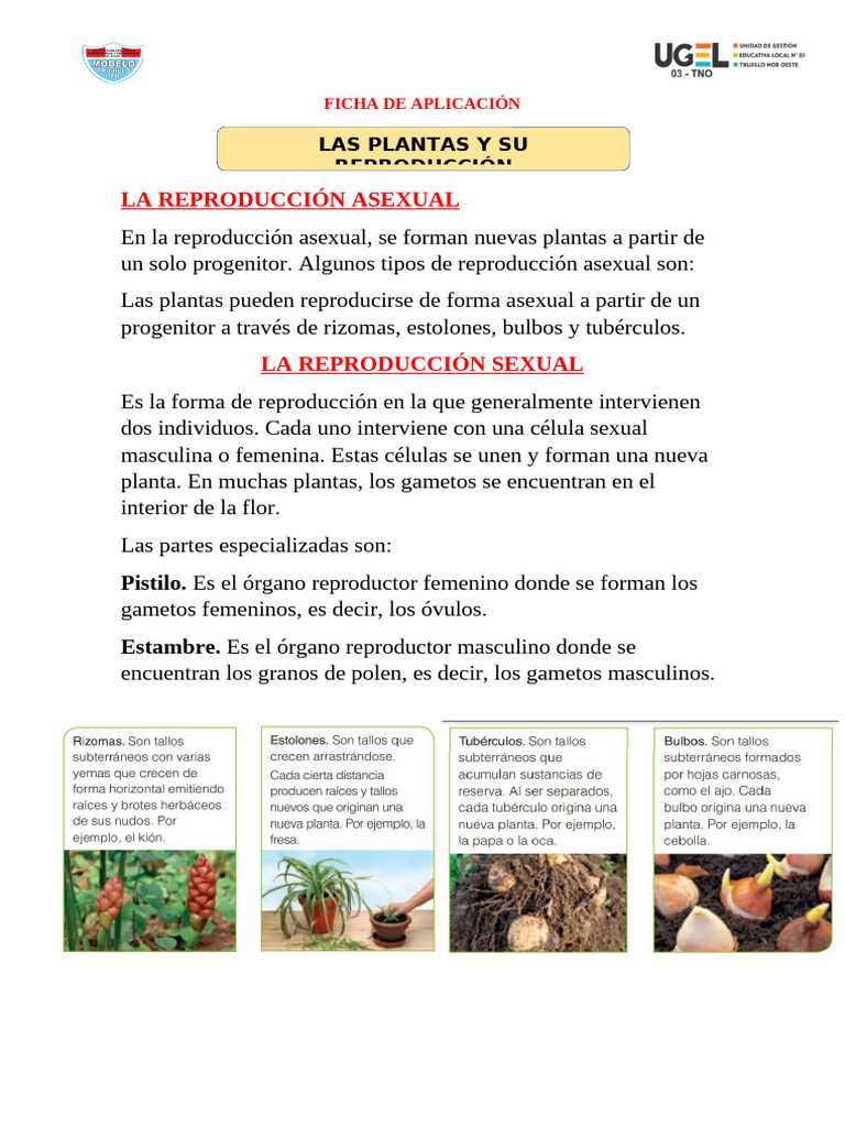 Ficha Ciencia - Las Plantas y Su Reproducción | PDF | Reproducción | Flores