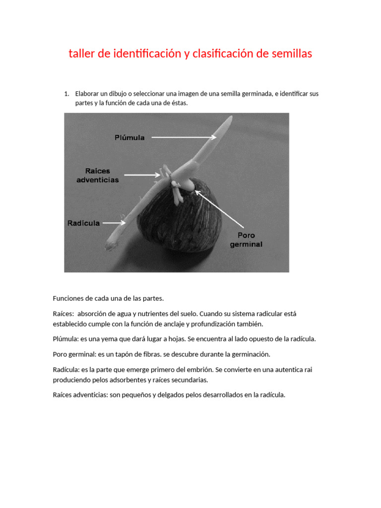 taller de identificación y clasificación de semillas julian | PDF ...