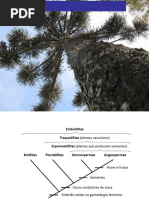 Espermatófitas | PDF | Plantas | Botânica