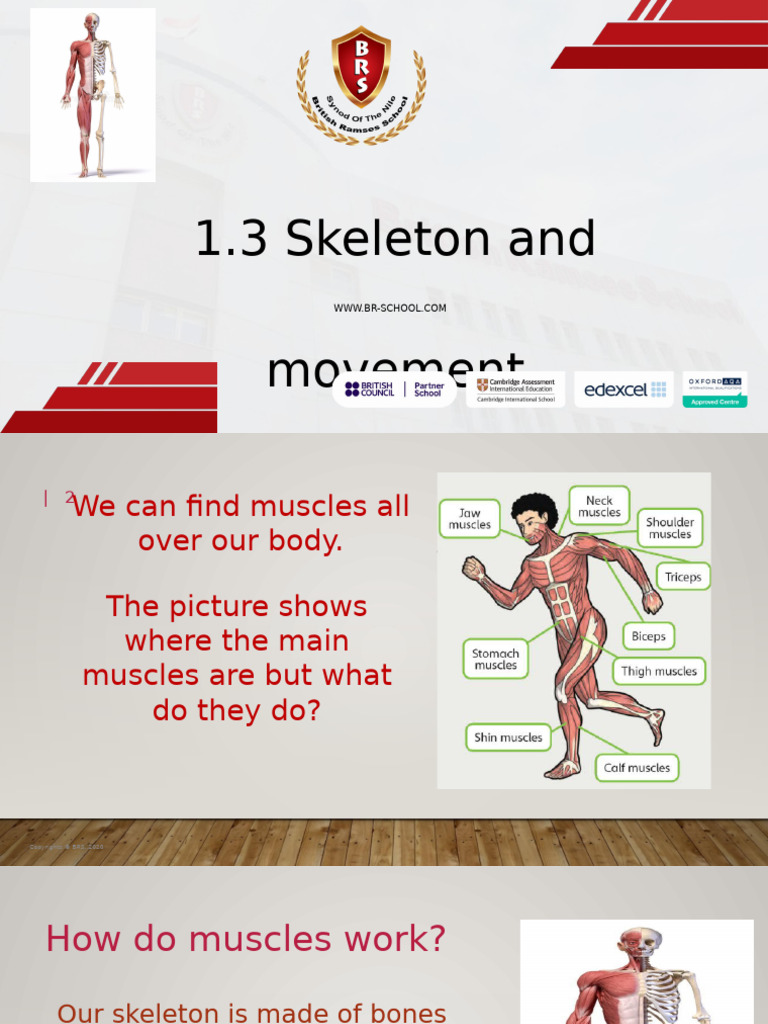 1.3_Skeletons_and_movement | PDF
