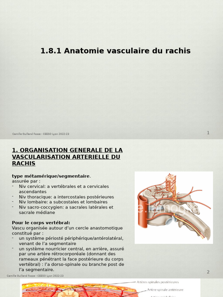 1.8.1 Anatomie Vasculaire Du Rachis: Camille Guilland Fosse - CEESO ...