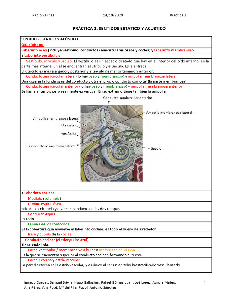 Prácticas Juntas Anato 3 | PDF | Oído | Ojo humano