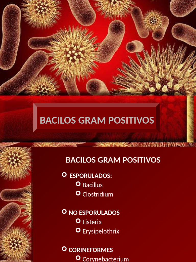 Tema 13. Bacilos Gram Positivos | PDF | Ántrax | Bacilo