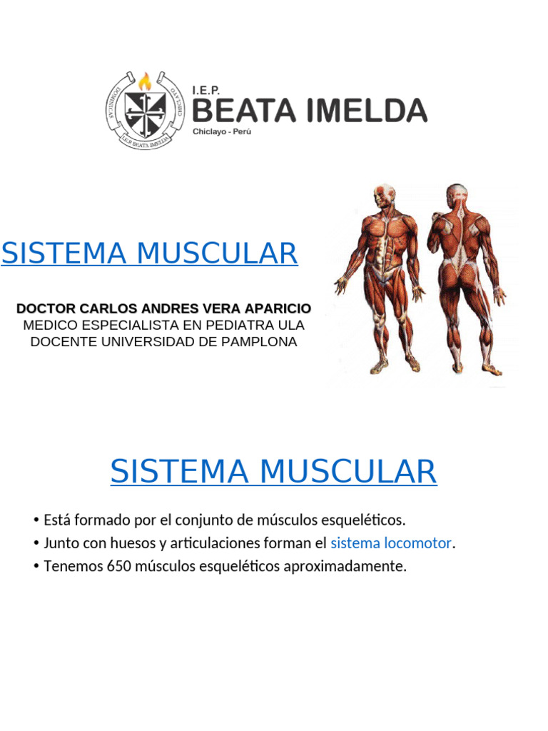 Sistema Muscular 5° Año | PDF | Músculo | Tejido conectivo