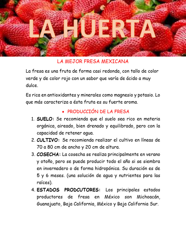 Producción y Exportación de Fresas en México | PDF