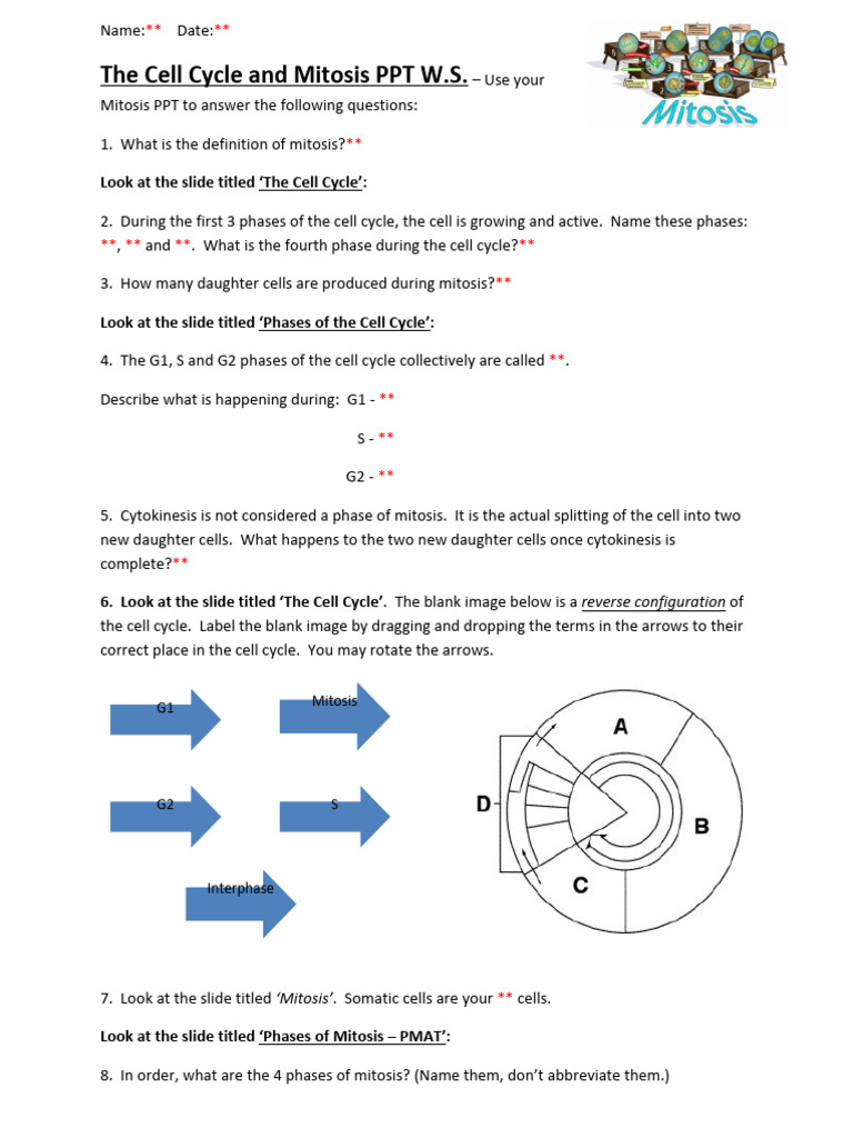 The Cell Cycle Mitosis Assignment | PDF | Mitosis | Biological Processes