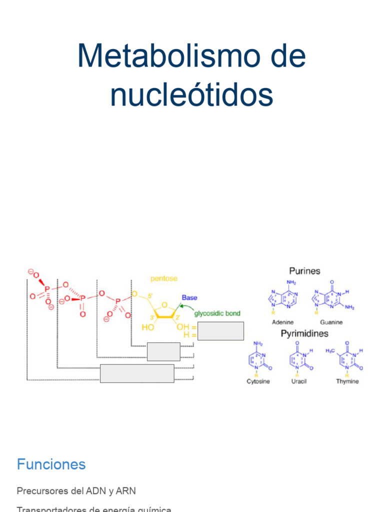 Metabolismo de nucleotidos | PDF