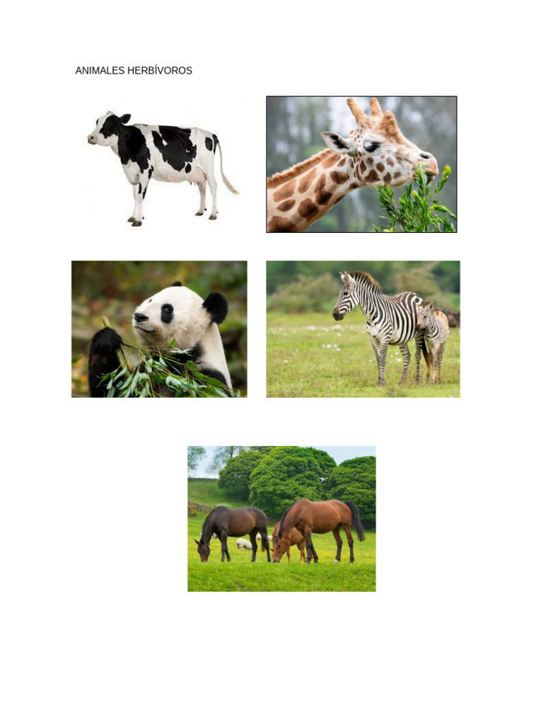 Animales Herbivoros Carnivoros y Omnivoros | PDF