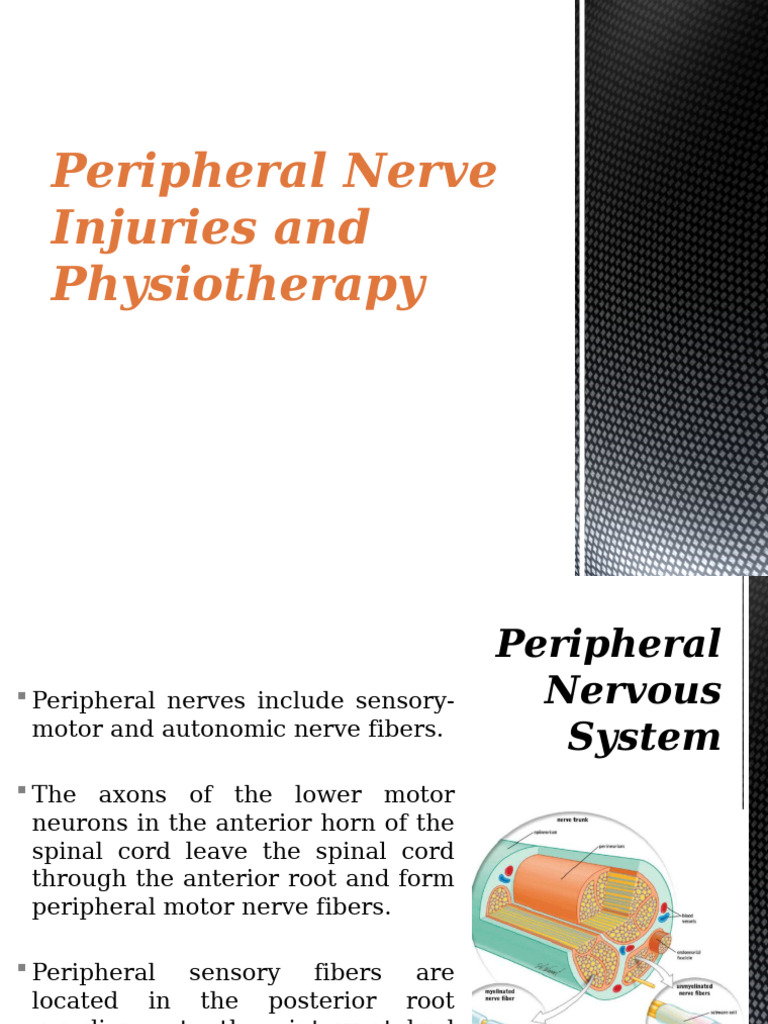 Peripheral Nerve Injuries Overview | PDF | Axon | Anatomical Terms Of ...