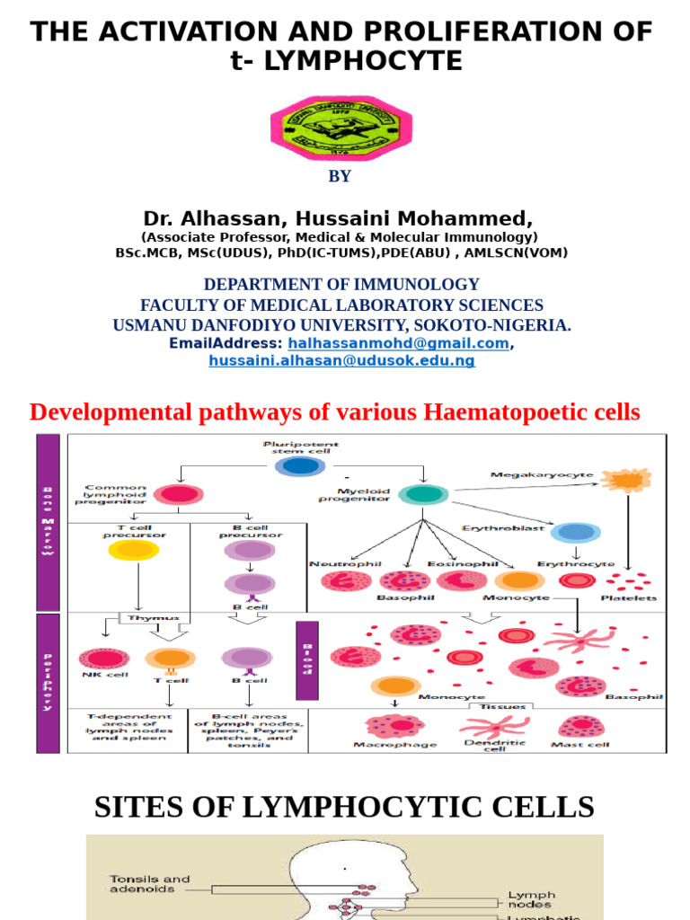 T-Lymphocyte Activation and Proliferation | PDF | Science & Mathematics