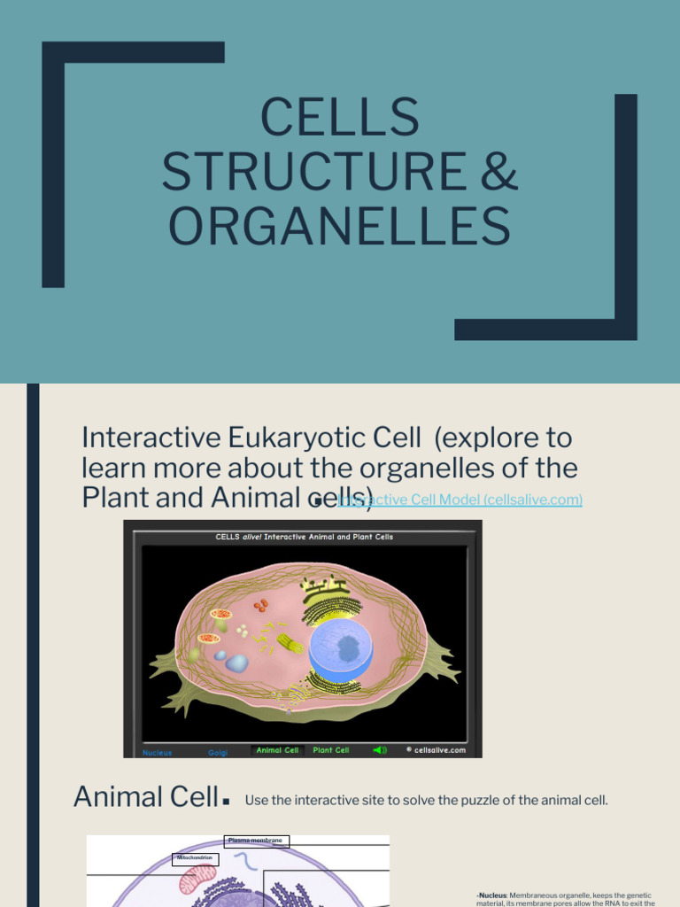Cell Structure & Organelles - 482760373 | PDF | Endoplasmic Reticulum ...