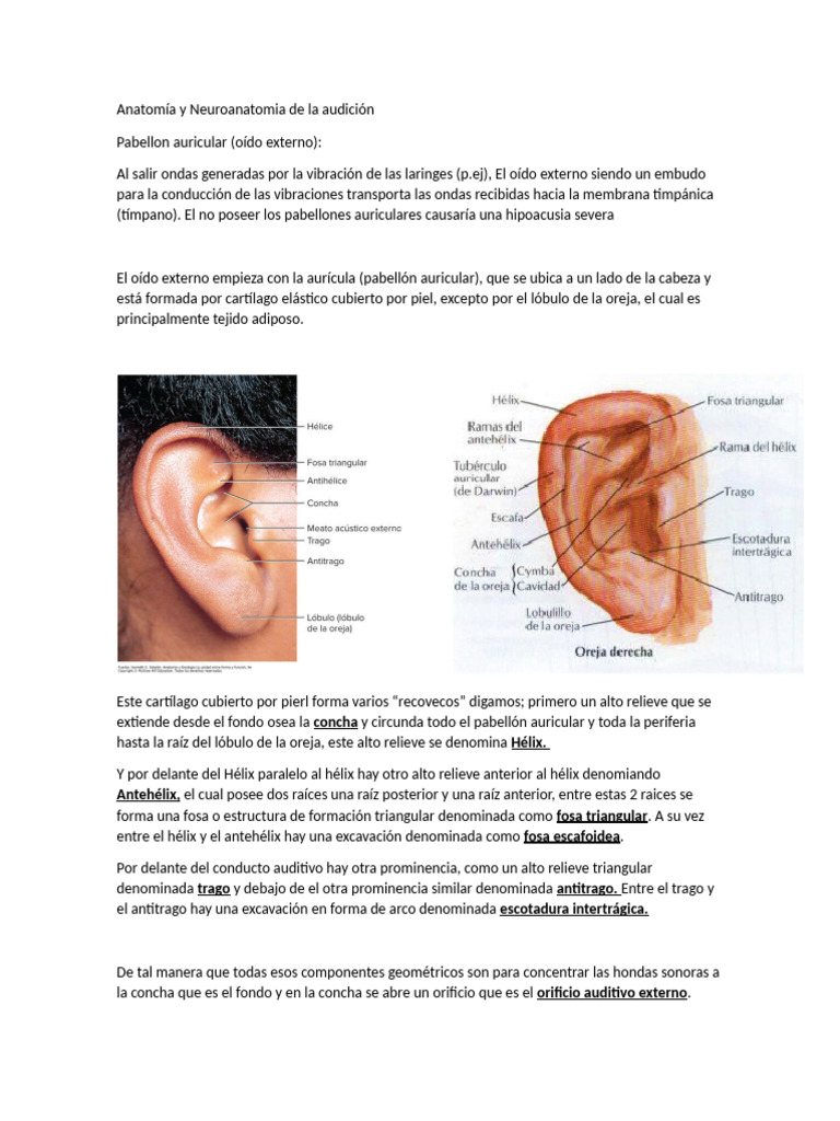 Anatomía y Neuroanatomia de La Audición | PDF | Oído | Escuchando